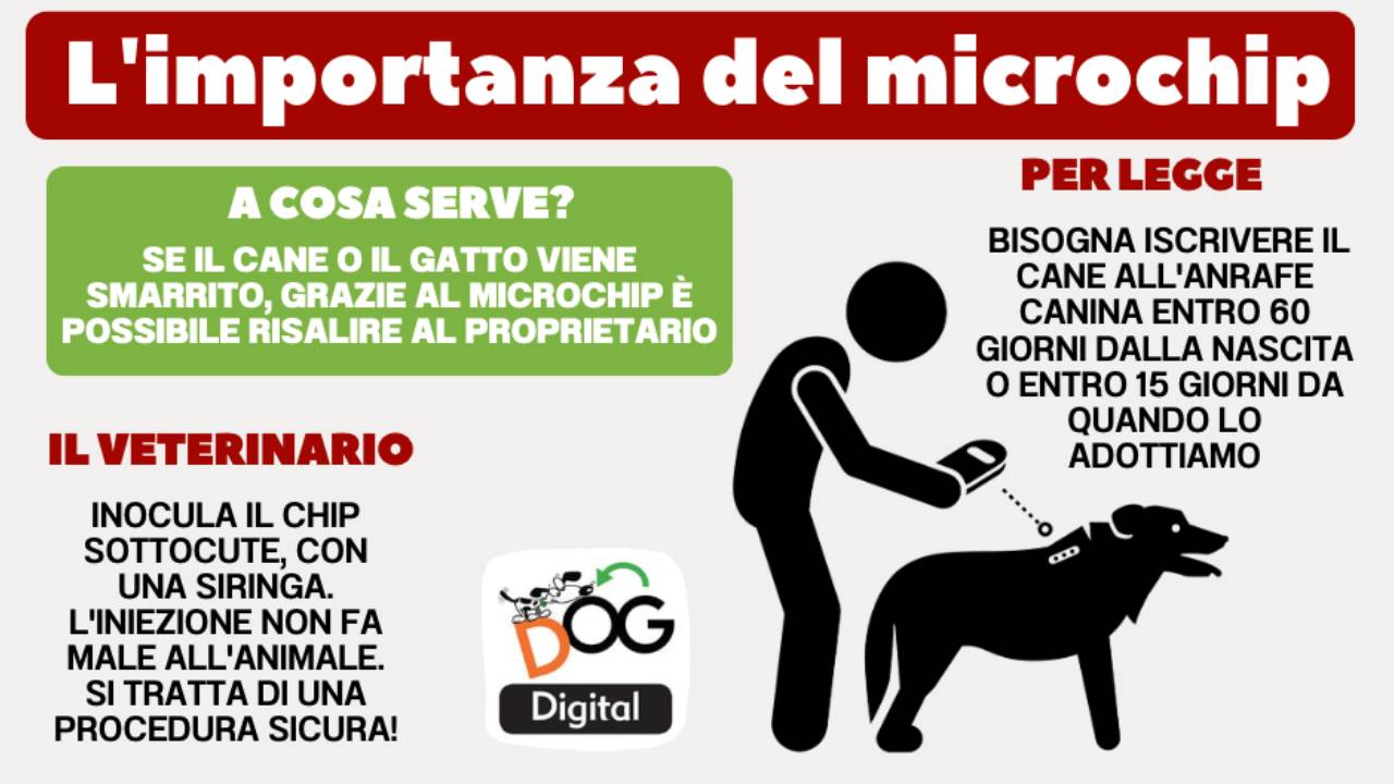 Il microchip del cane e del gatto
