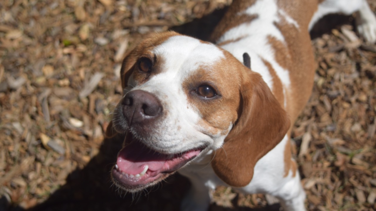 Meet Bagel the Beagle