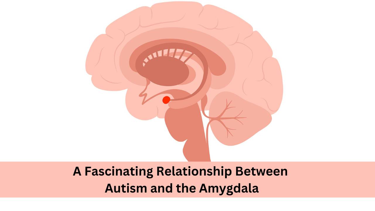 A Fascinating Relationship Between Autism and the Amygdala
