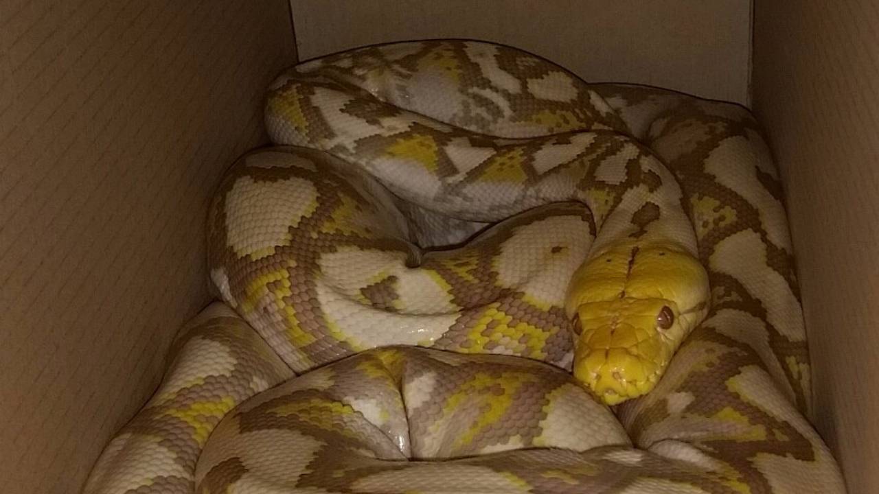 Animal Communication and Transformational Bodywork Healing for a snake