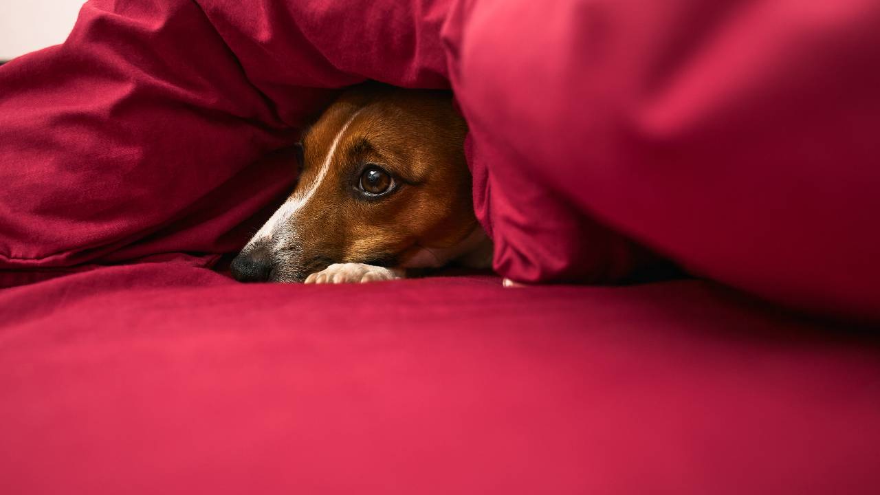 Helping animals with a fear of fireworks to feel safe and relaxed.