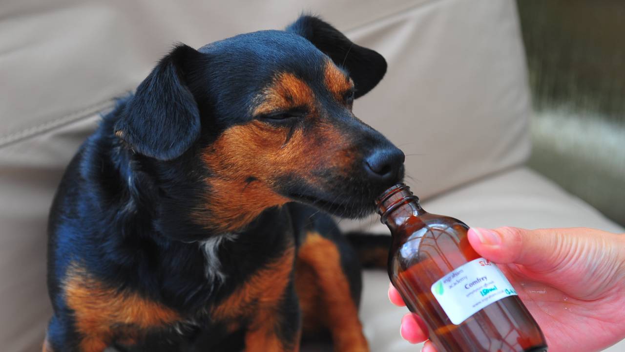 Jessie a Dog with a Fear of Fireworks 2 | Self Selection for Animals