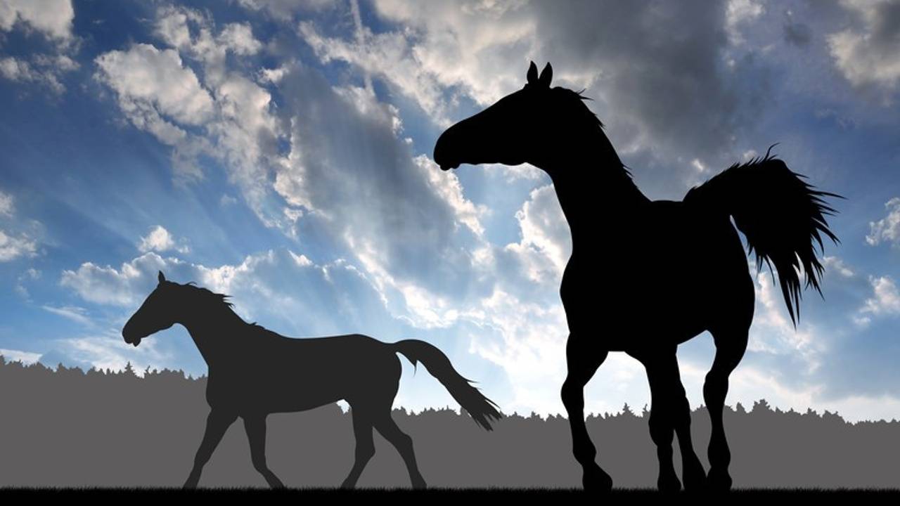 Animal past lives, animals in spirit and animal transitions