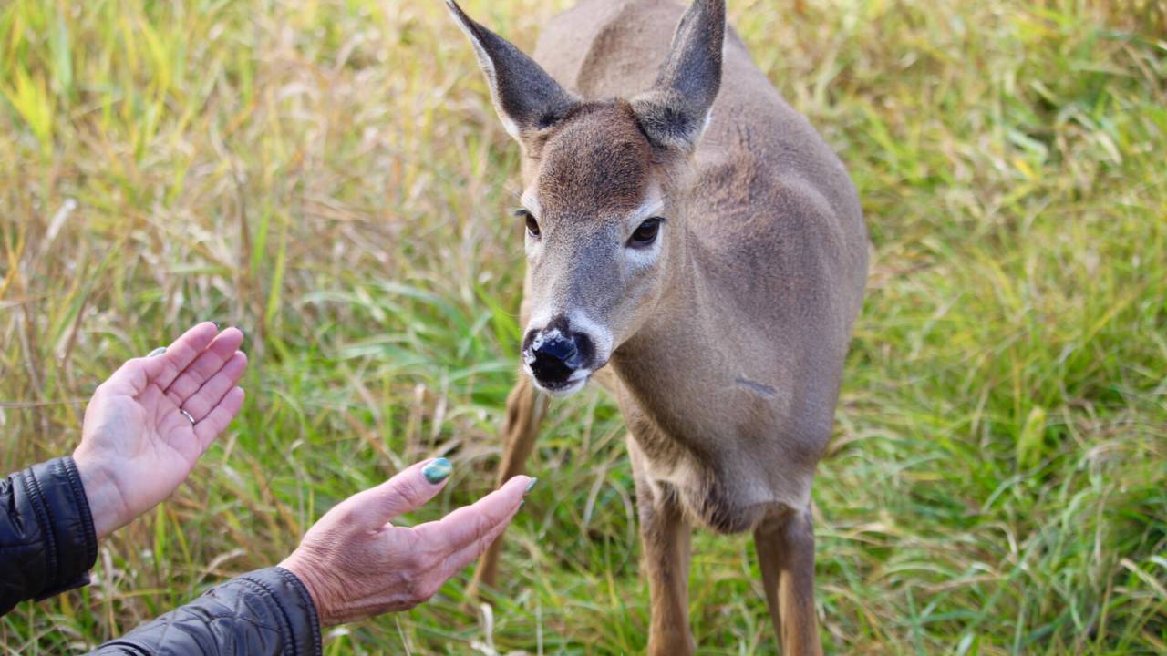 Holistic Healing for Animals | Self Selection for Animals