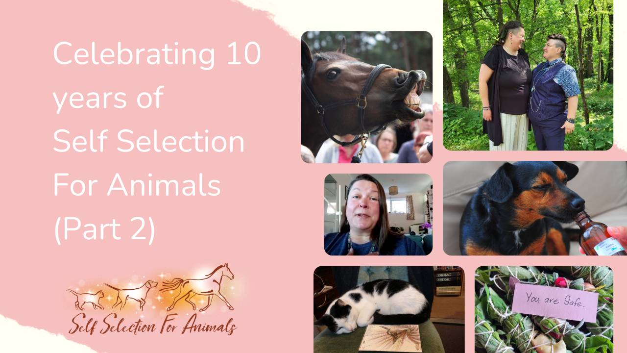 Celebrating 10 years of Self Selection For Animals (Part 2)