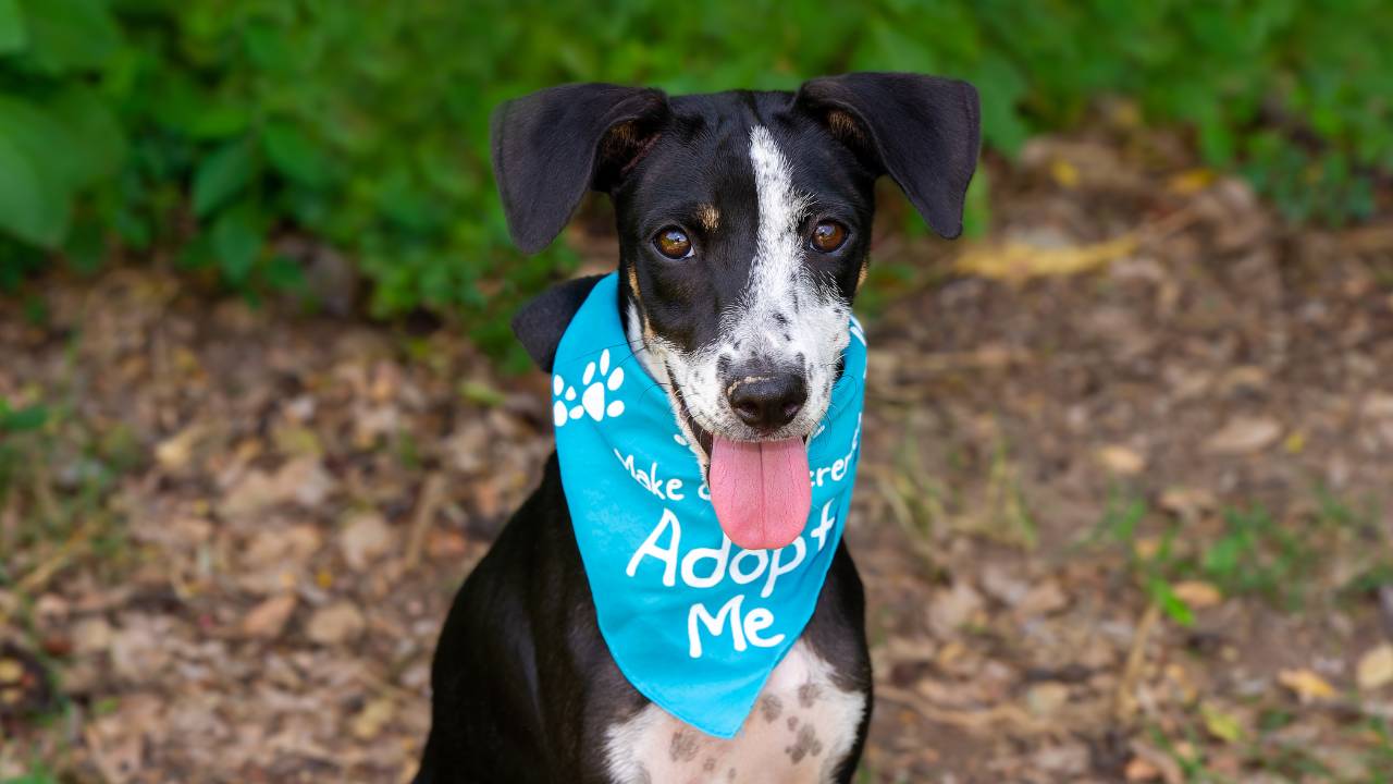 Top Tips for Rehoming a Rescue Animal | Self Selection For Animals