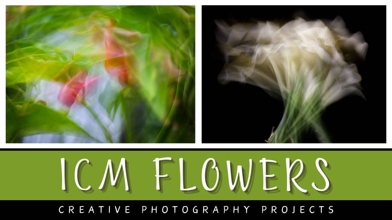 ICM flower & plant photography: Creative photo project