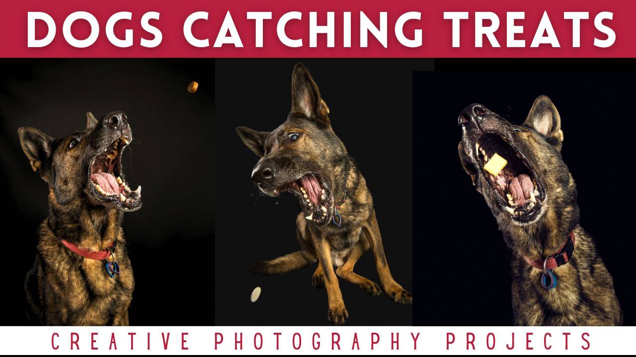 Dogs catching treats: Creative photography and lighting project