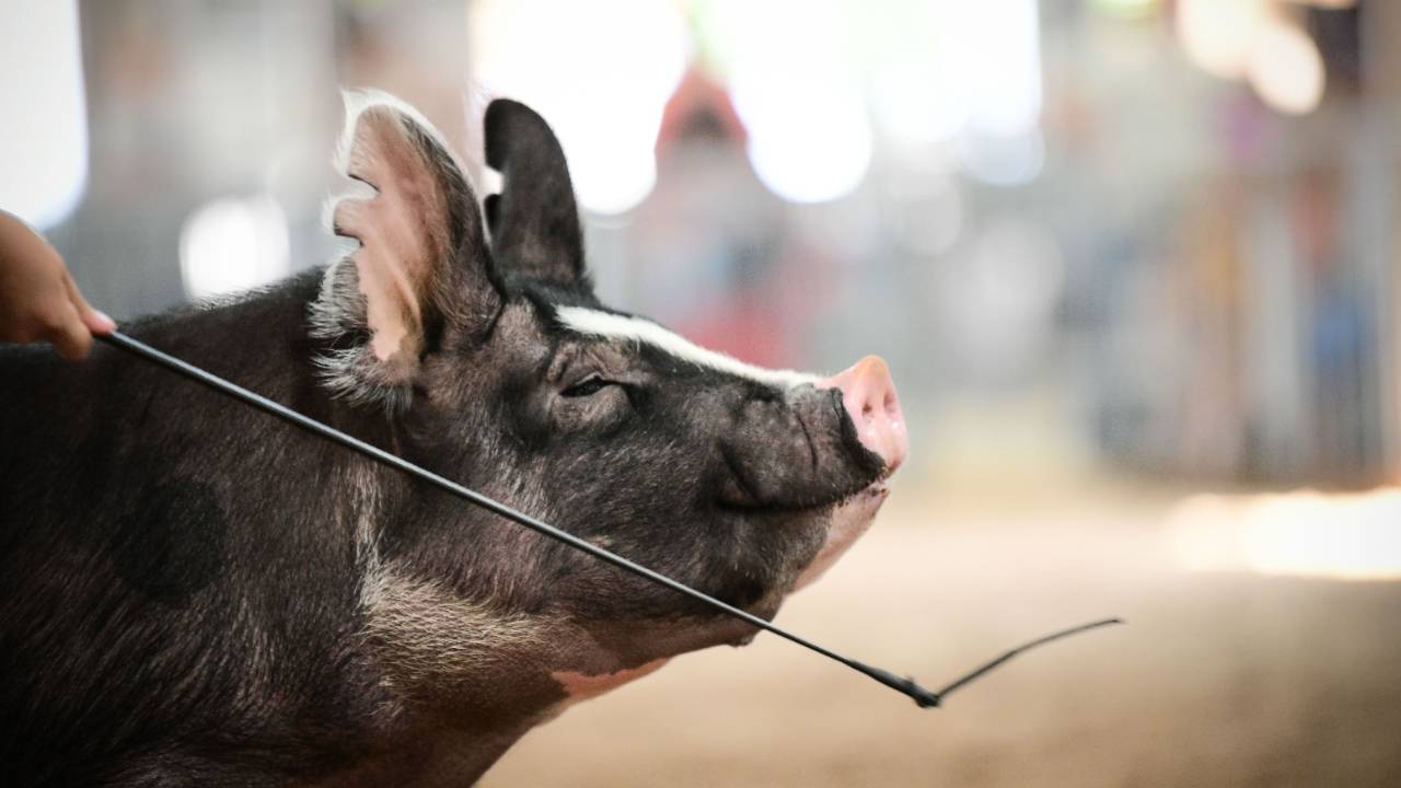 The 5 Principles of Swine Showmanship