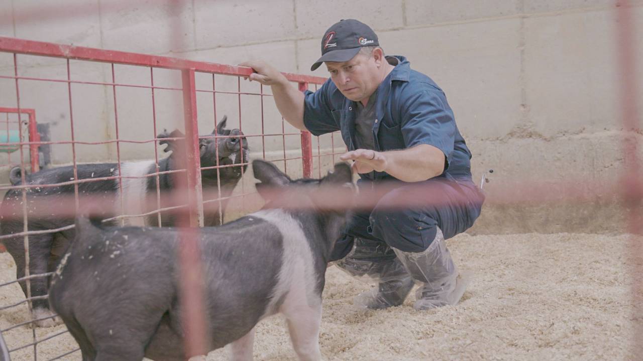 Observing and Assessing Show Pig Health: A Guide for Show Pig Parents