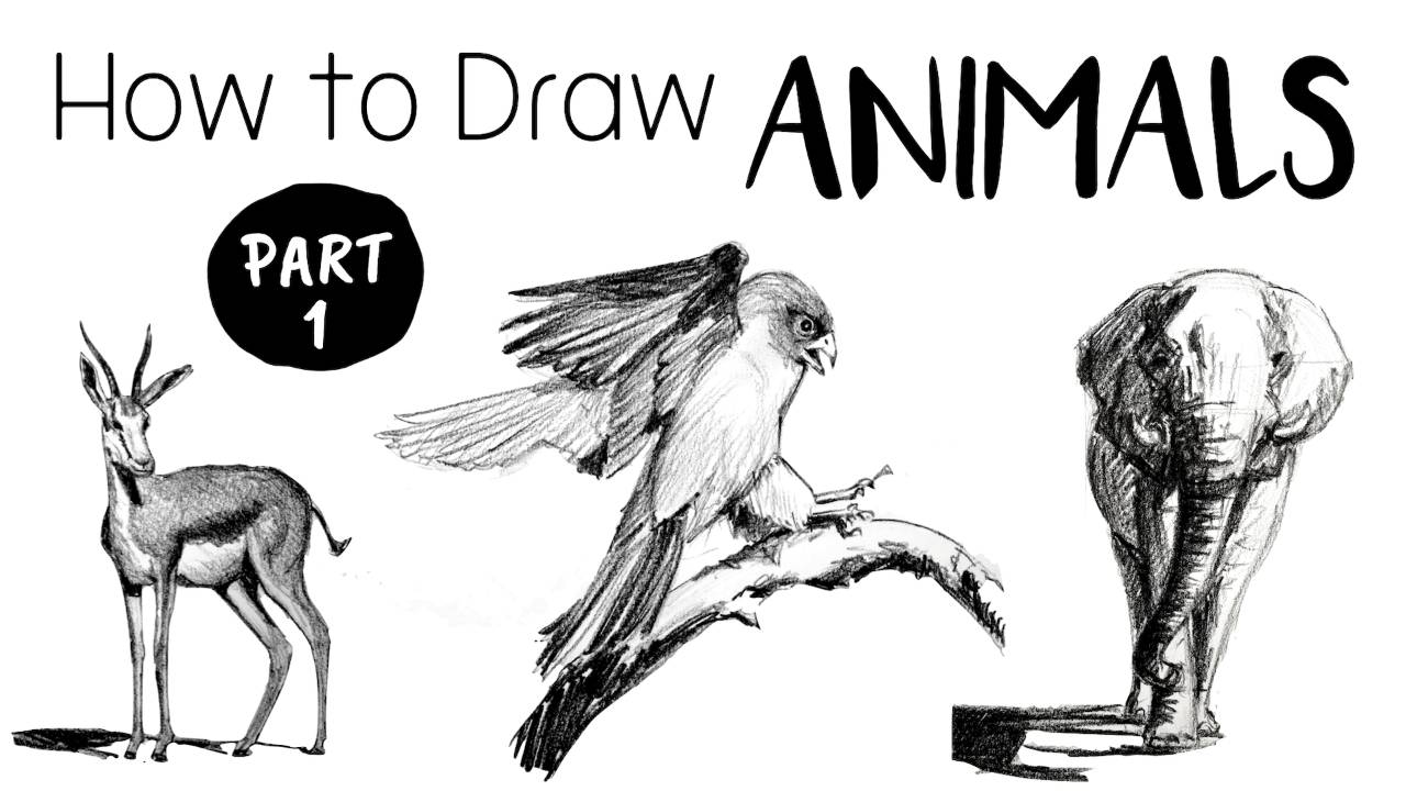 How to Draw & Sketch Animals