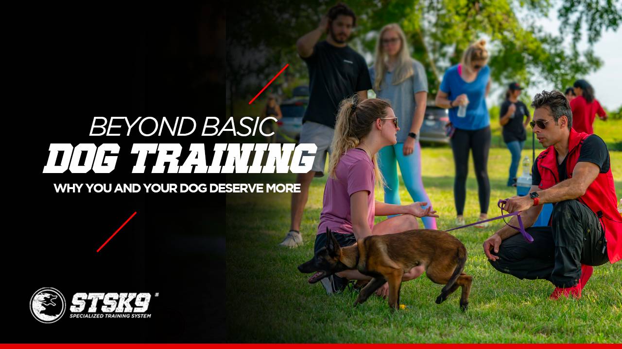 Basic Dog Training: Why You Need to Elevate Beyond