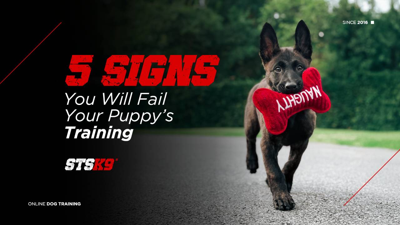 5 Signs You Will Fail With Your Puppy's Training