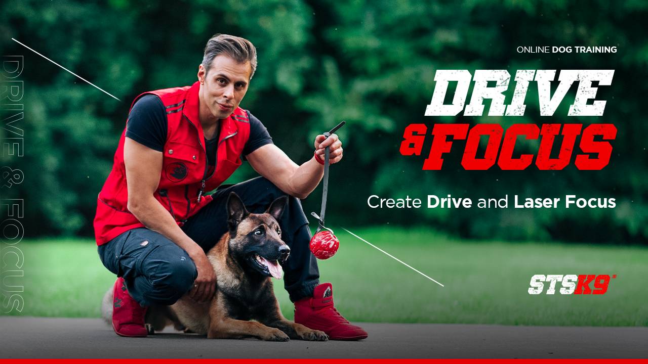 Master Drive and Focus in your Dog Training with STSK9