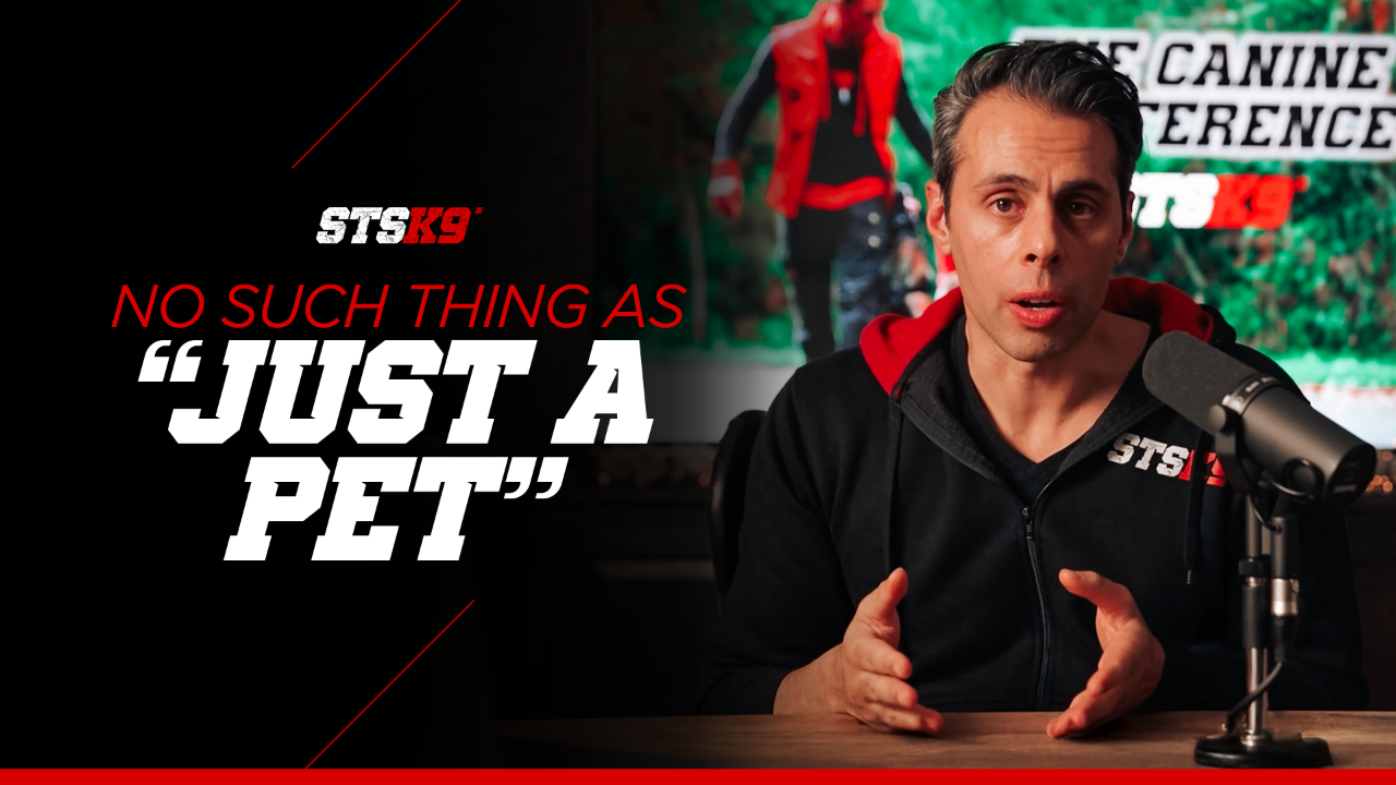 Pet or Working Dog — The Training Principles Never Change