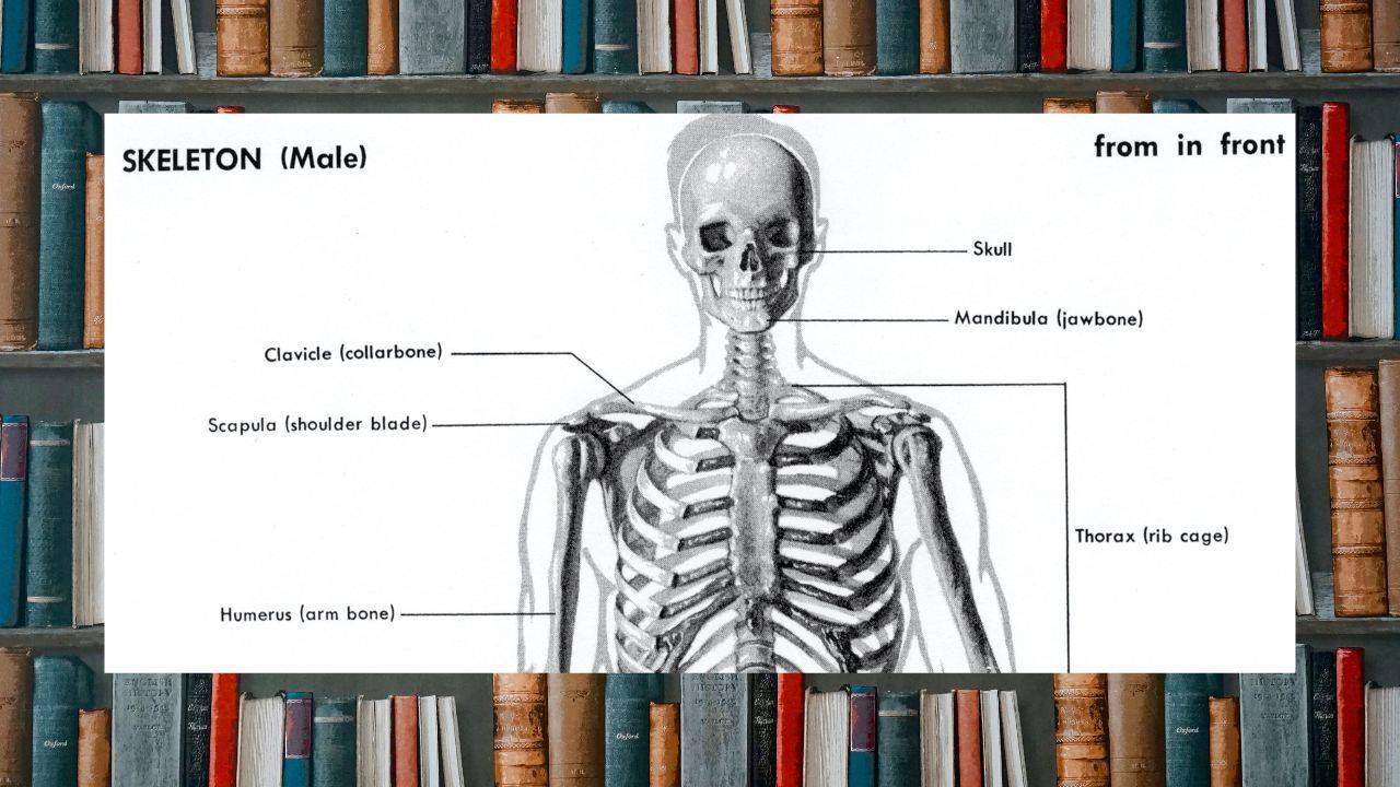 5 Must-Have Anatomy Books for Figure Sculptors