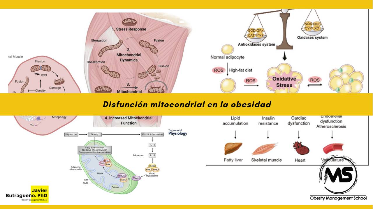 Disfunción mitocondrial en la obesidad