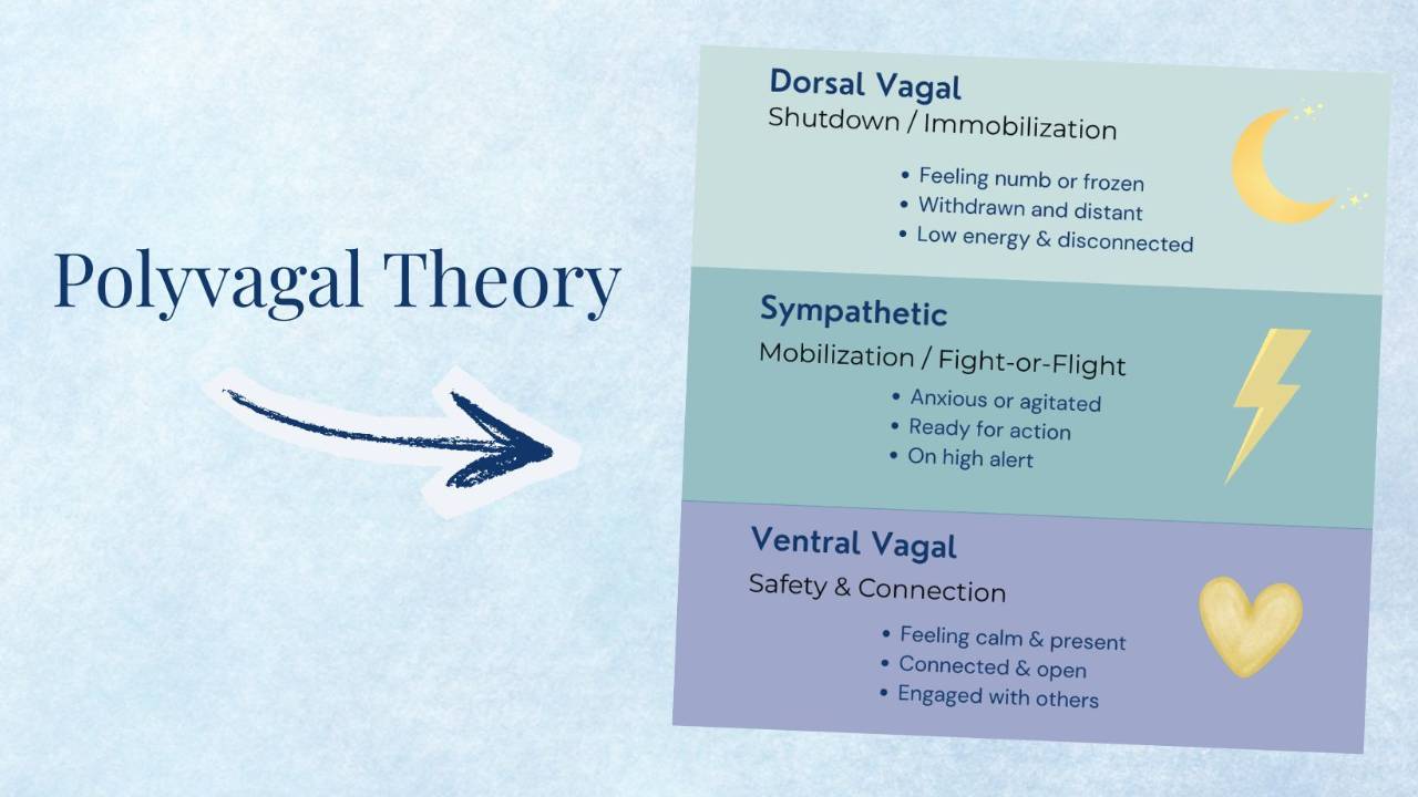 Polyvagal Theory: How Your Nervous System Affects Stress & Connection