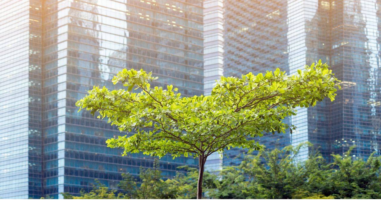 9 Reasons Why Cities Need More Trees
