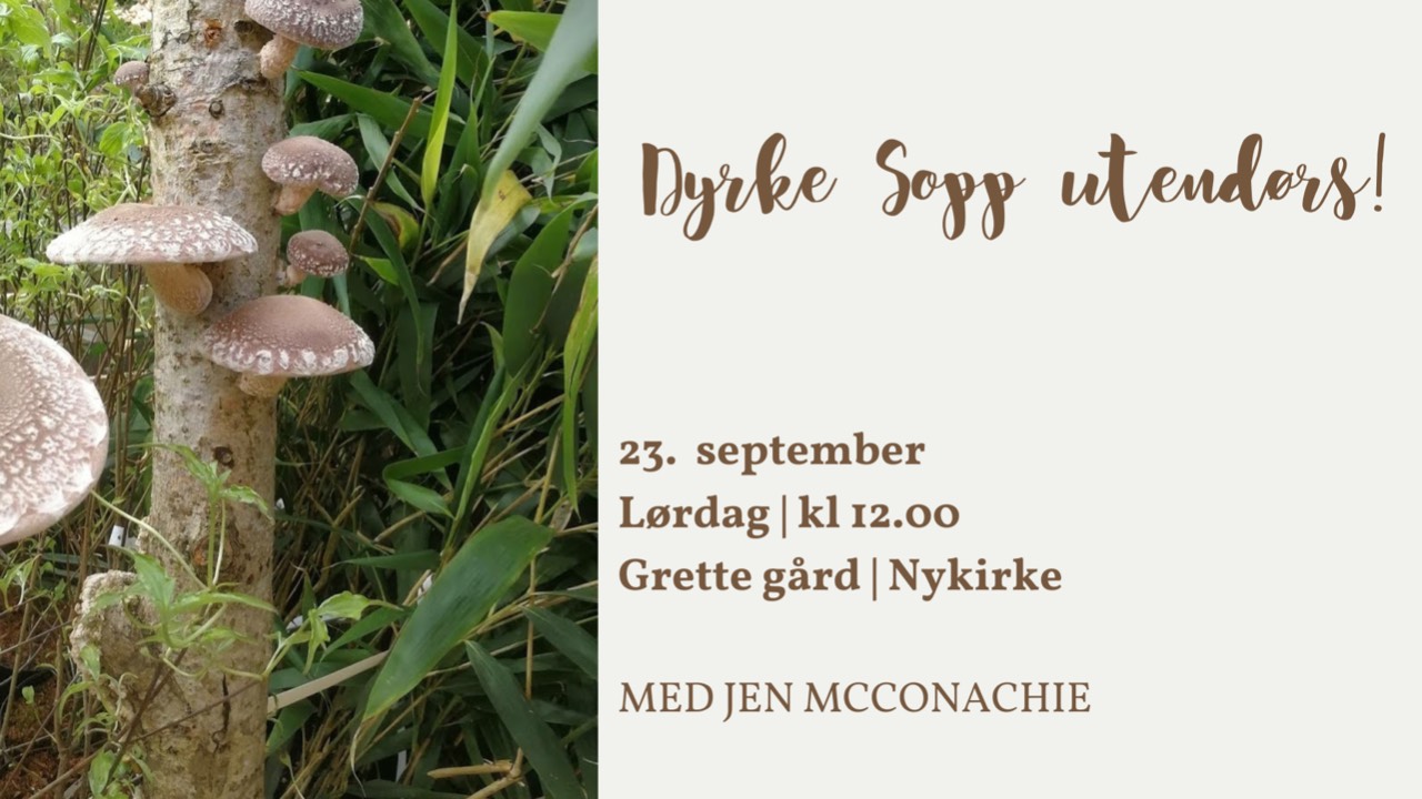 Dyrke Sopp utendørs