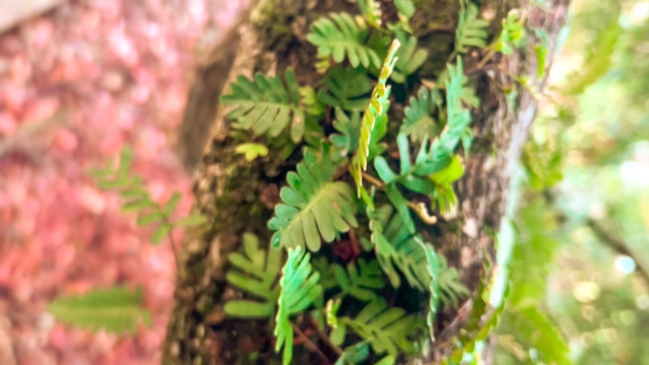 Resurrection Ferns: Metaphor for Life's Transformative Power