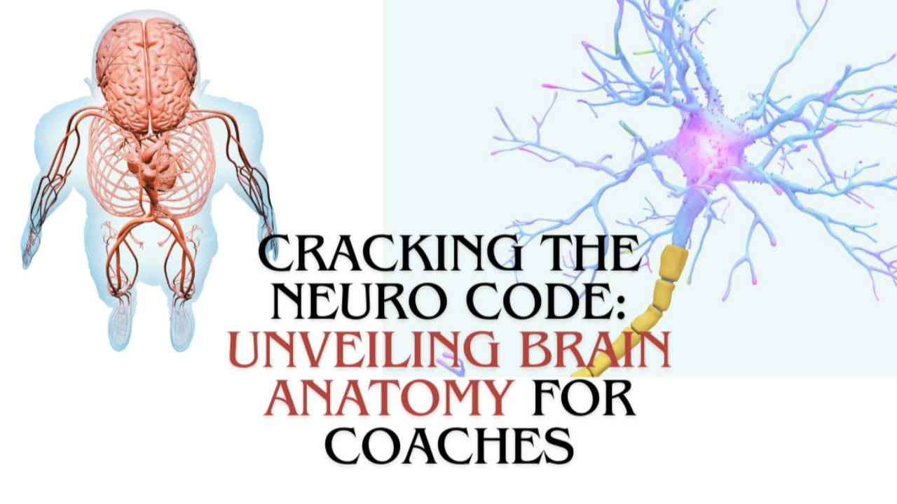 Cracking the Neuro Code: Unveiling Brain Anatomy for Coaches
