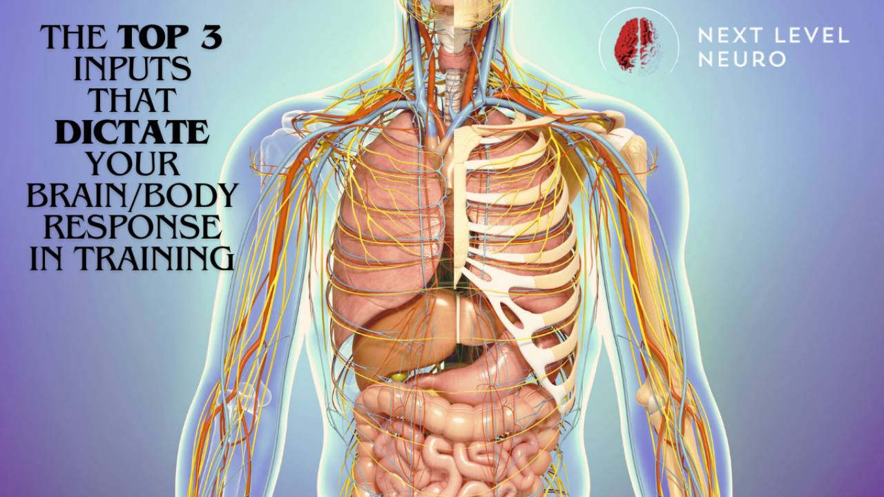The Top 3 Inputs That Dictate Your Brain/Body Response in Training