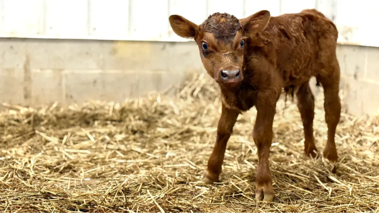 Vivien Welcomes a 54-Pound Bull Calf