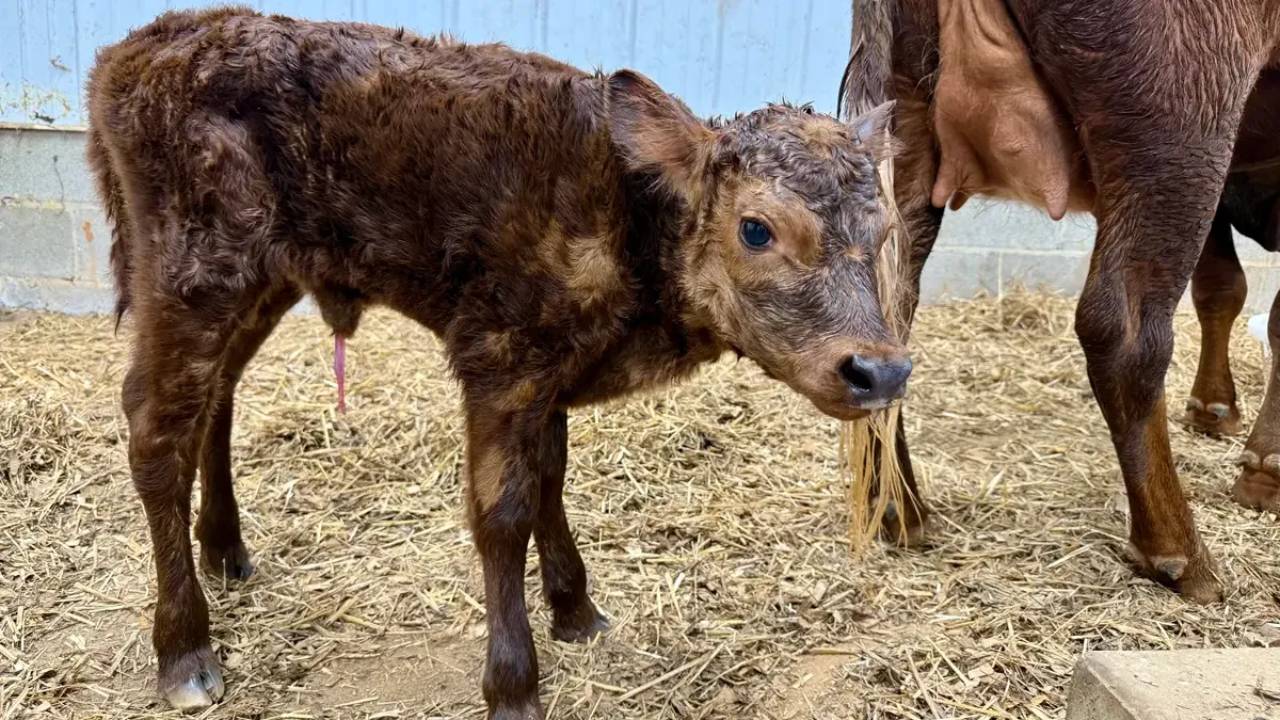 42-Pound Jewel Heifer Born to Sapphire | Mountain Heritage Farm