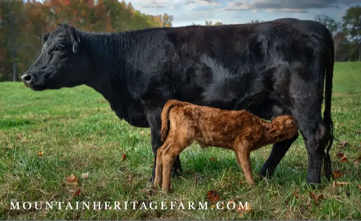 Dexter Family Milk Cows | Mountain Heritage Farm Tennessee