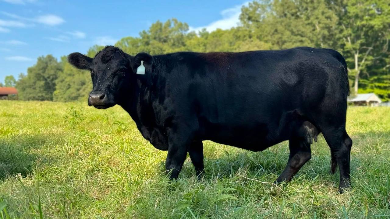 Fall Calving Anticipation