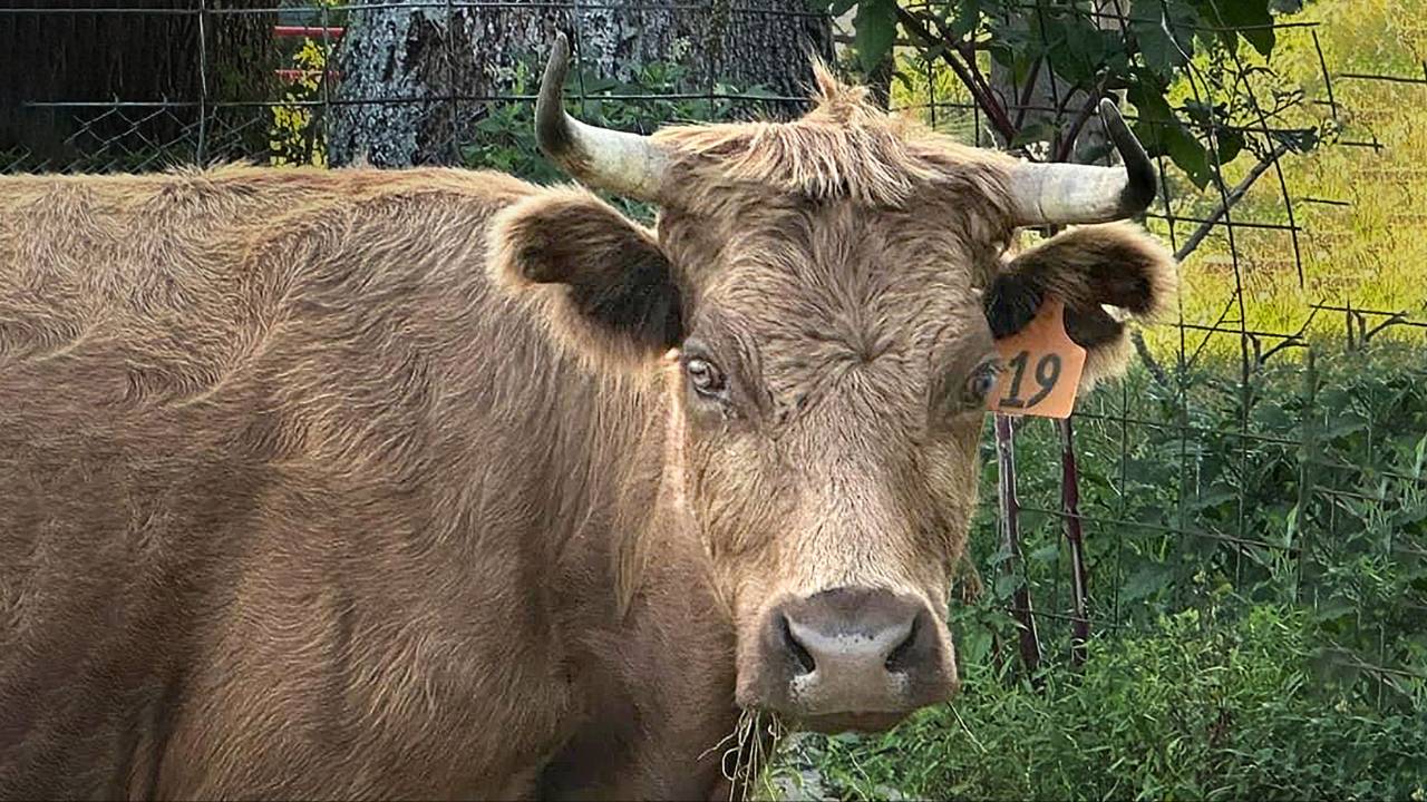 Understanding Horned vs. Polled Genetics