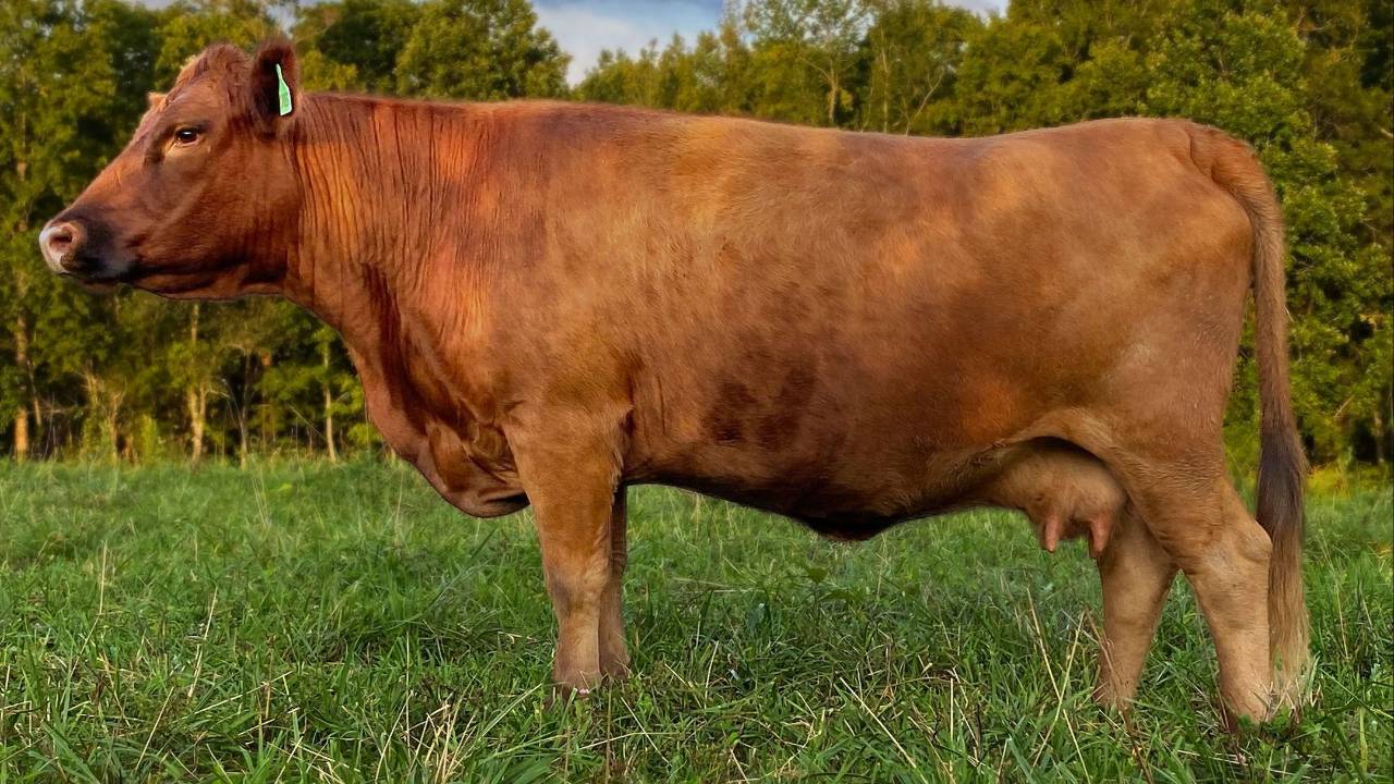 Dexter Cow Size & Structure | Guide to Conformation & Traits