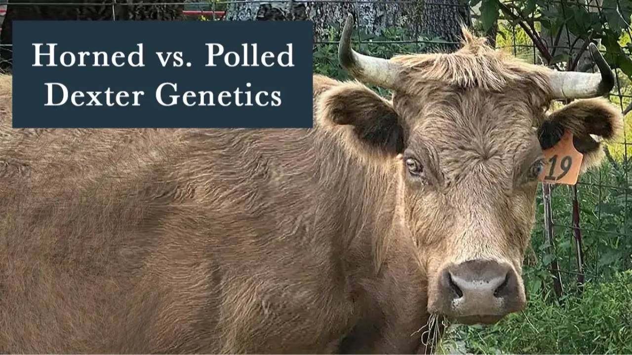 Dexter Horn Genetics: A Practical Guide for Buyers & Breeders