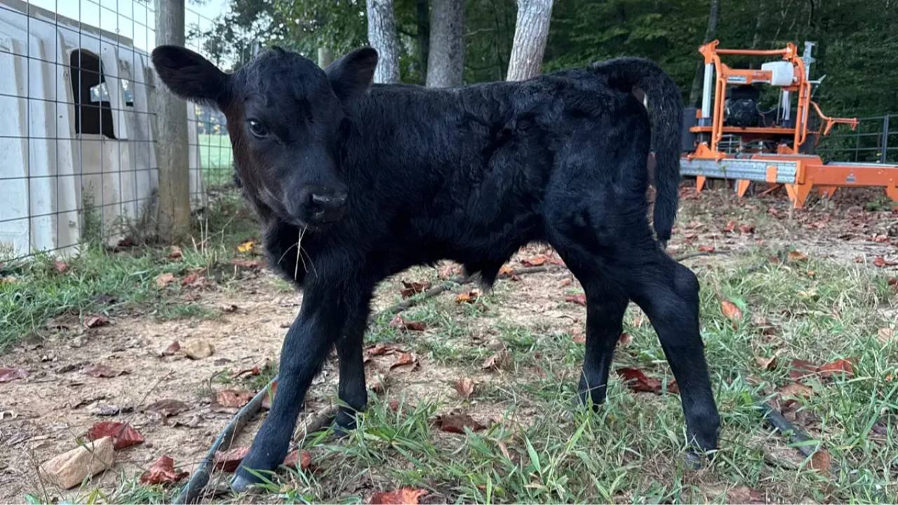 Meet Our New Dexter Calf — Sue + Baloo