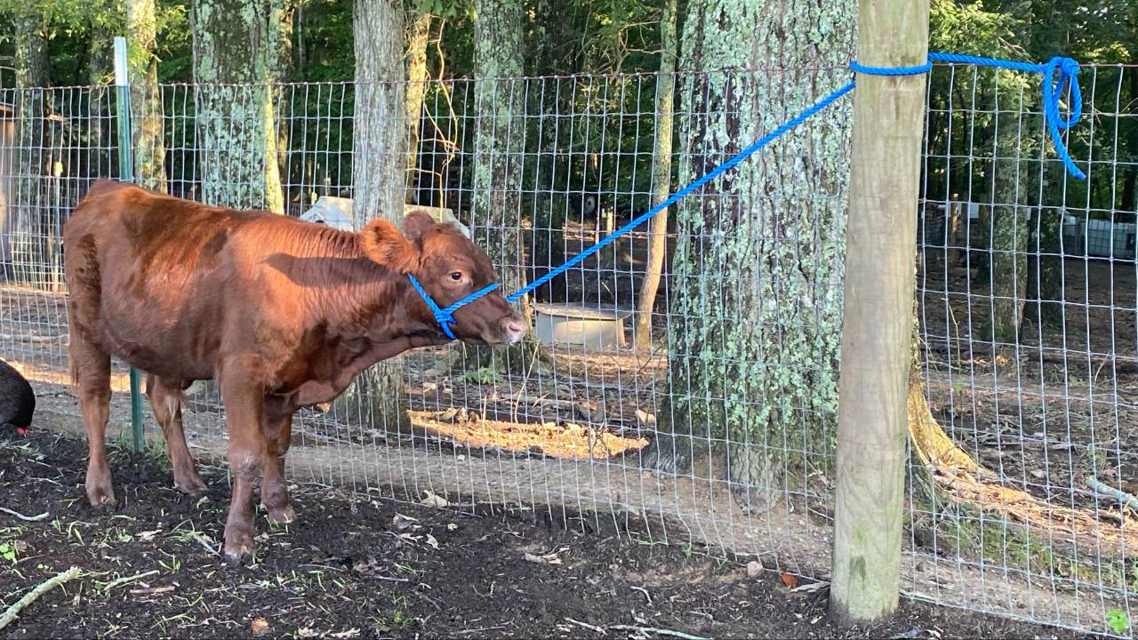 Halter Breaking a Dexter Bull