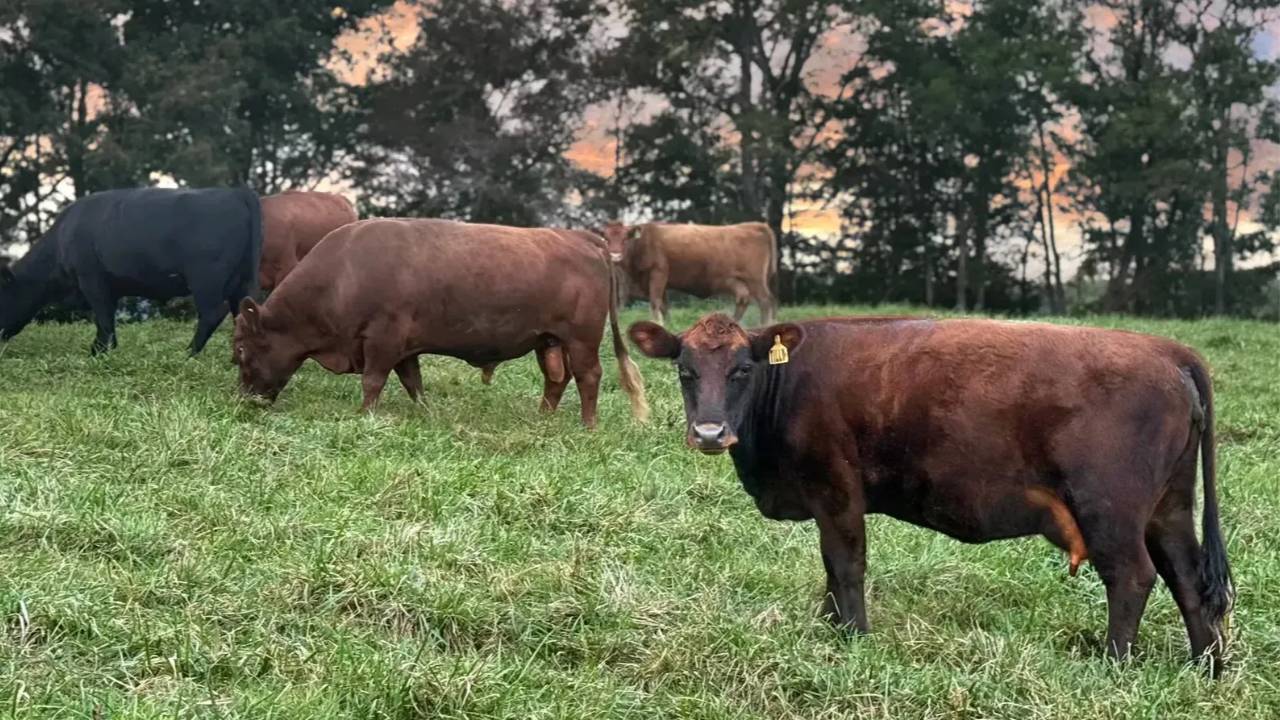 About Dexter Family Milk Cows | Mountain Heritage Farm