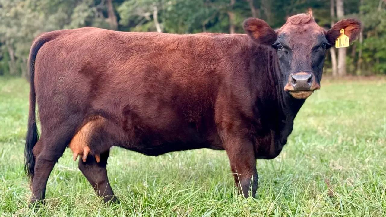 How Much Milk Does a Dexter Cow Give? Real Data & Graphs