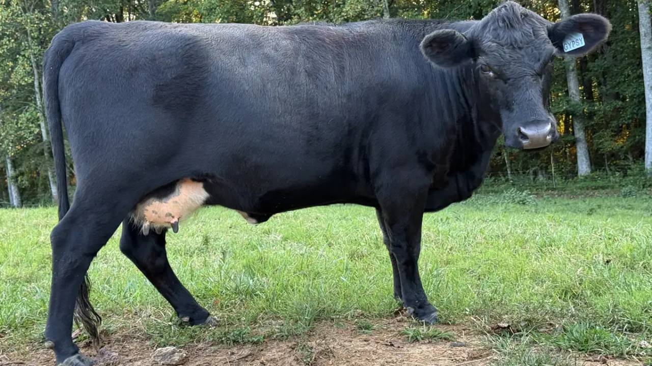 Dexter Cow Gypsy Ends First Lactation, Miracle Calf Dam