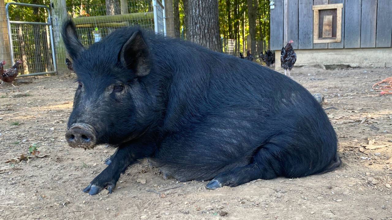 Breeding Sow Temperament - American Guinea Hog