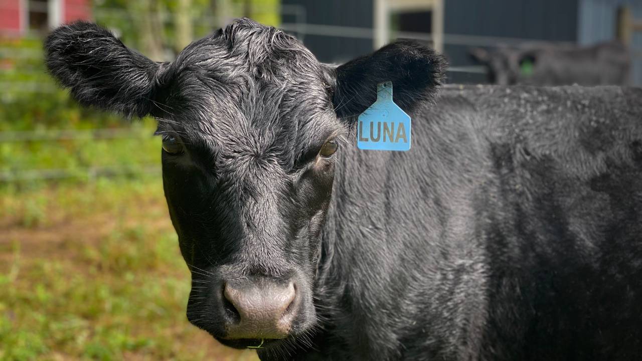 Custom Cattle Name Tags