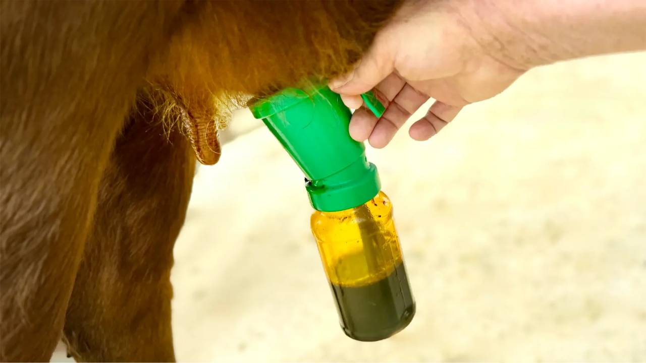Udder Preparation for Clean Raw Milk | Step 3 – Dexter Family Cows