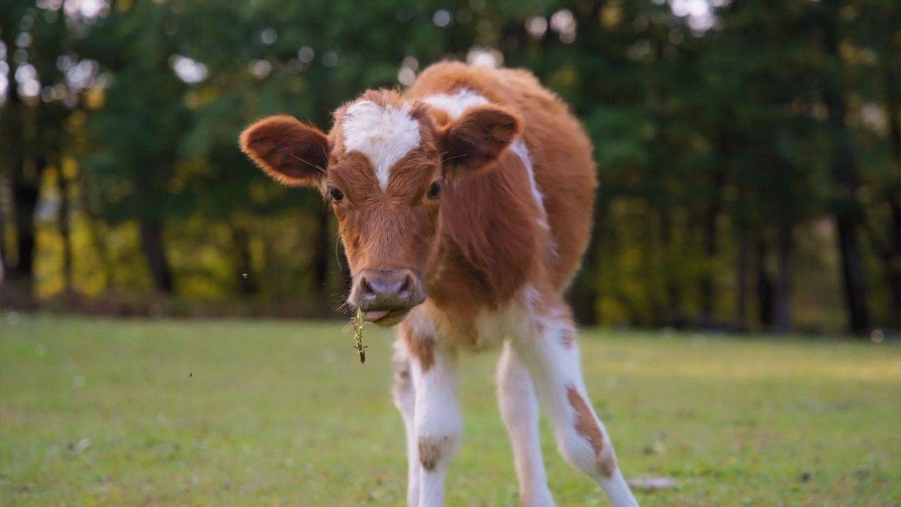 Open Pasture Meditation