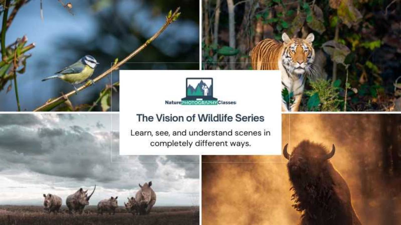 New Online Course: Learn Wildlife Photography