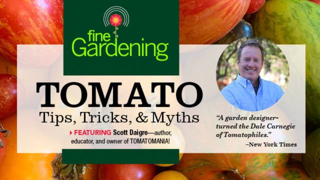 Tomato Tips, Tricks, and Myths
