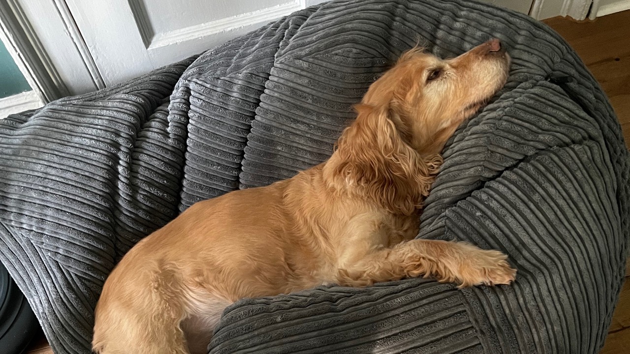 The loss of our beloved dog, Fudge