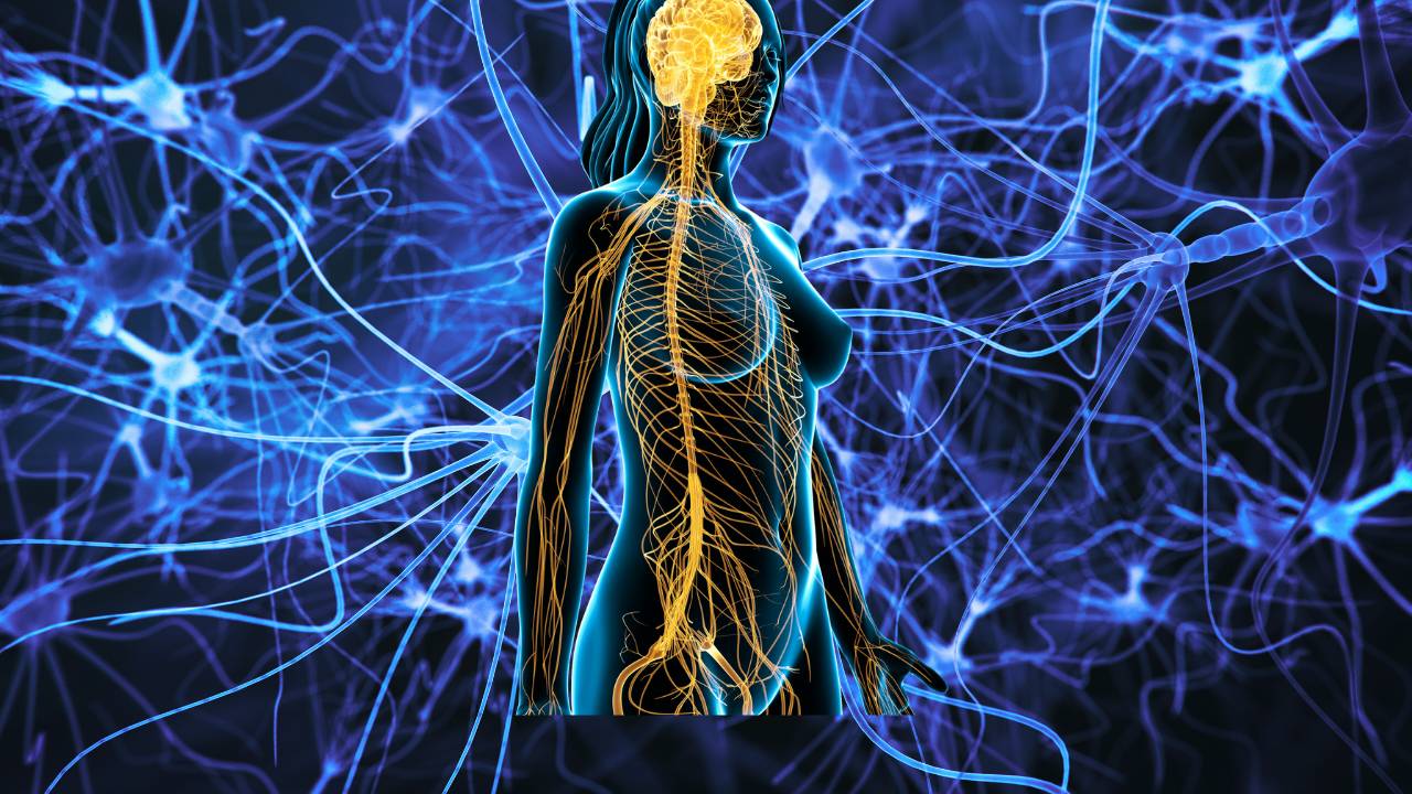 The Nervous System Pattern Successful Women Forget