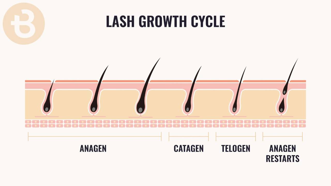 Eyelash Growth Cycle Explained: Anagen, Catagen, and Telogen Phases