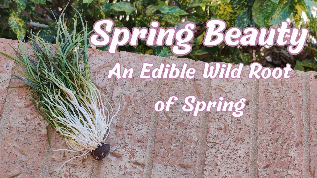 Spring Beauty- An Edible Wild Root of Spring