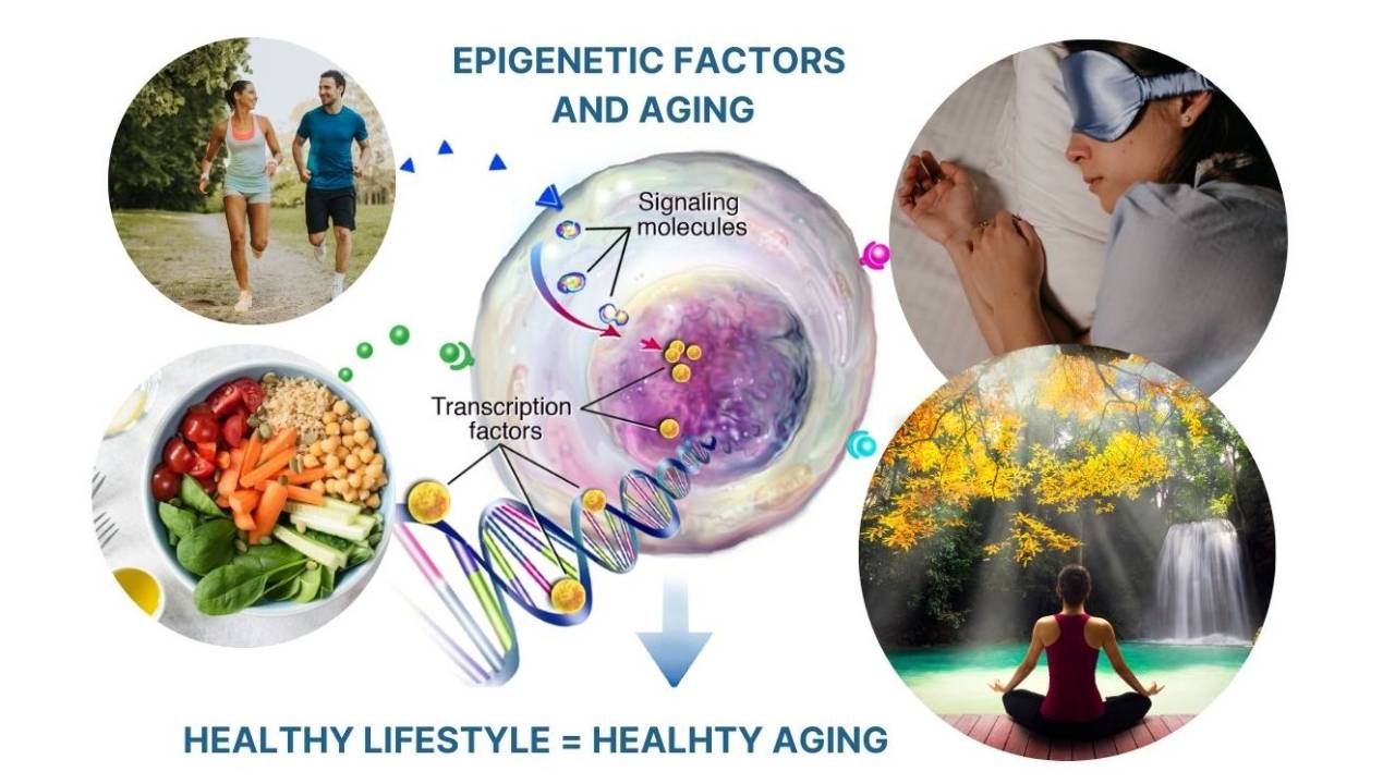 Epigenetics & Aging: Unlock Lifestyle Secrets